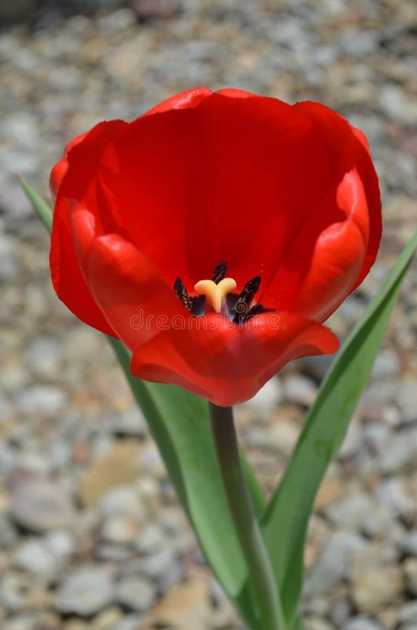 A Tulip with View from Below into the Blue Sky Stock Image - Image of ...