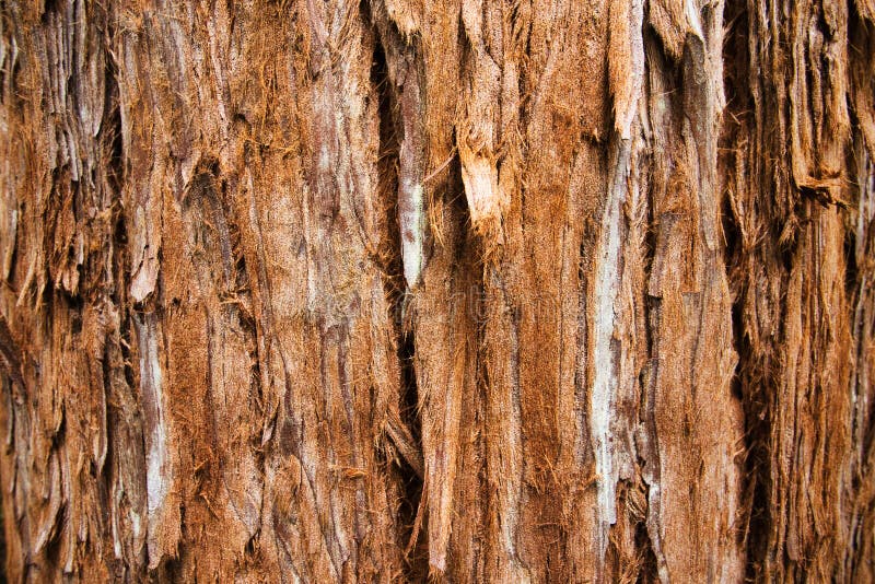 Giant Redwood Tree Background Stock Image - Image of scenery, beauty ...