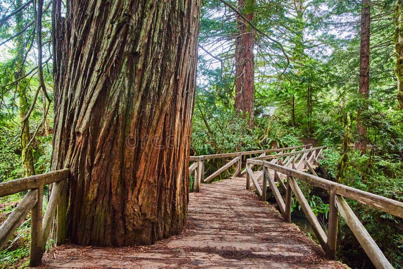Giant Redwood Tree Cut into Wooden Walking Path in Forest Stock Image ...