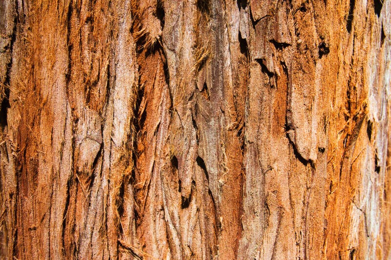 Giant Redwood Tree stock image. Image of branches, park - 10531839