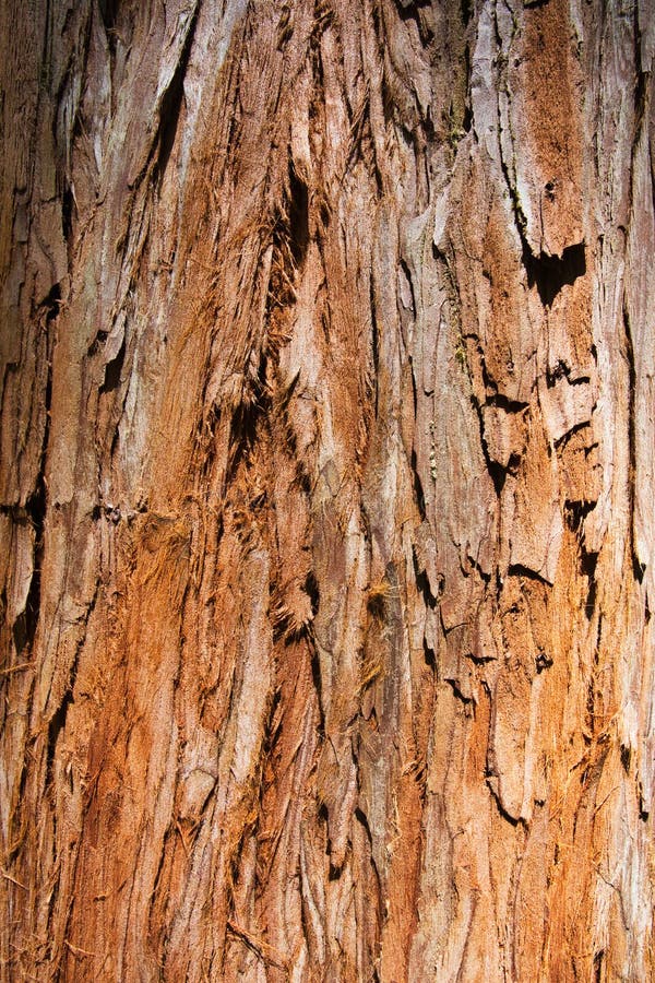 Giant Redwood Tree stock image. Image of branches, park - 10531839