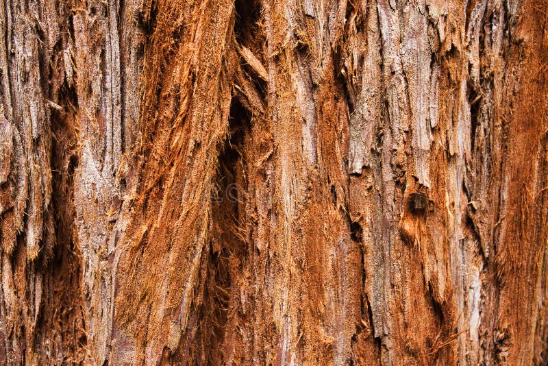 Giant Redwood Tree stock image. Image of branches, park - 10531839 Giant Redwood Tree stock image. Image of branches, park - 10531839