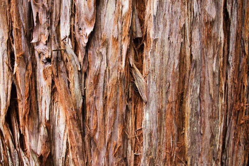 Giant Redwood Tree stock image. Image of branches, park - 10531839