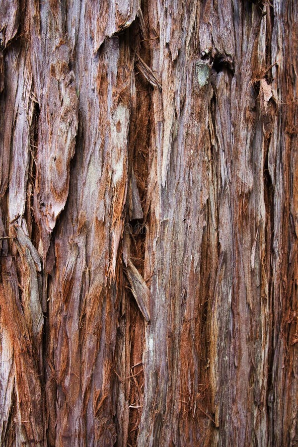 Giant Redwood Tree Texture stock photo. Image of rough - 157004444