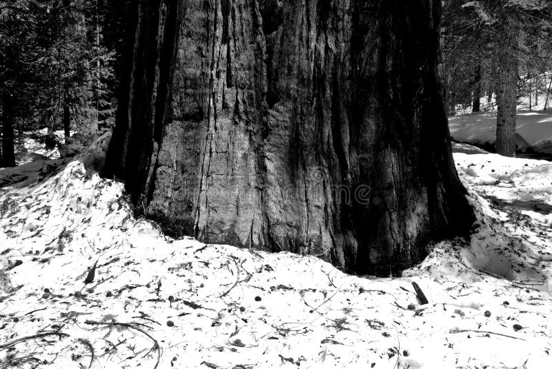 Giant Redwood Tree Trunk stock photo. Image of snow, mariposa - 21269848