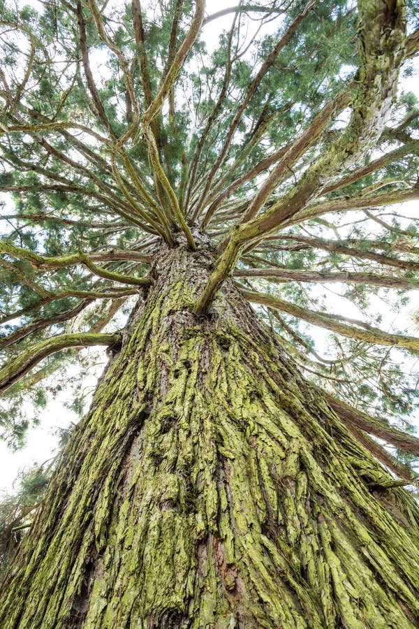 Giant Redwood Tree stock photo. Image of stem, branch - 43083888