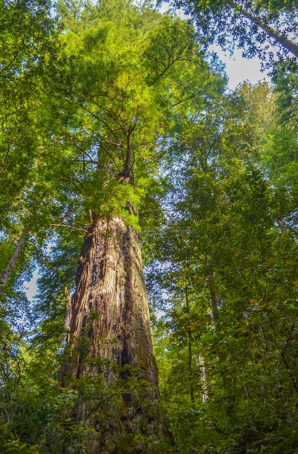 Giant Redwood Trees stock photo. Image of colour, giant - 47577168