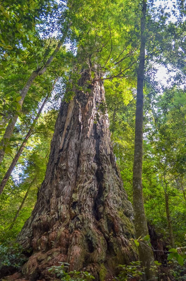 Giant Redwood Trees stock photo. Image of scene, outdoor - 47978416