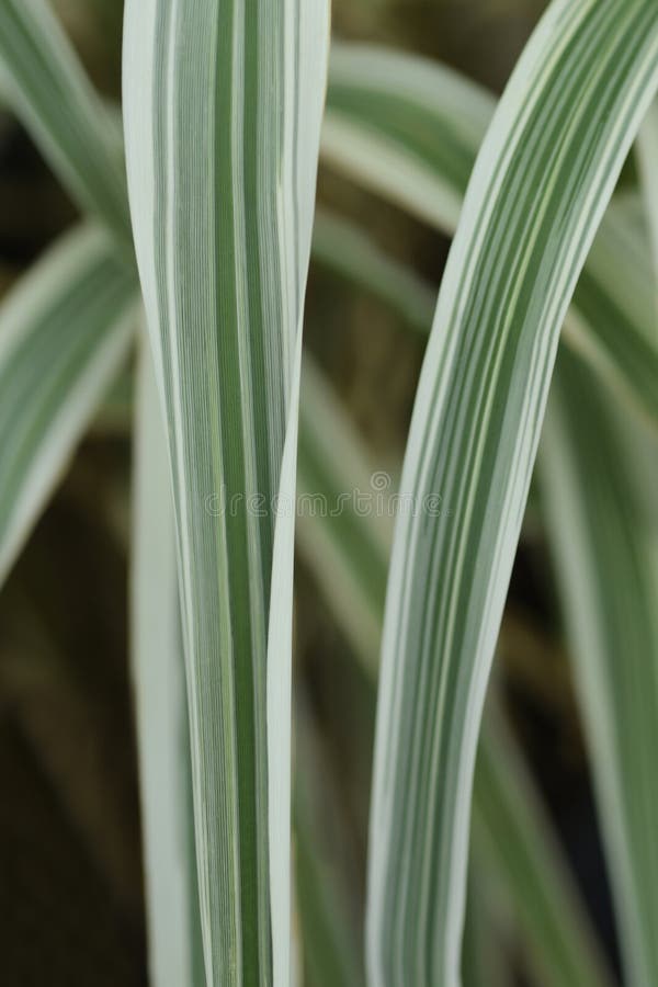 Giant reed Ely stock image. Image of leaf, grass, variegata - 305931449