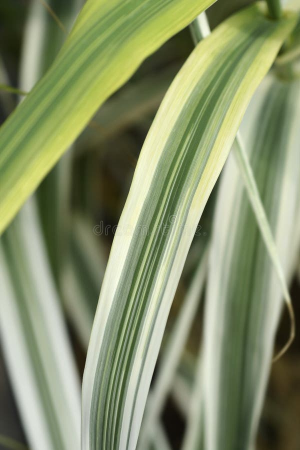 Giant reed Ely stock photo. Image of green, nature, grass - 307753874