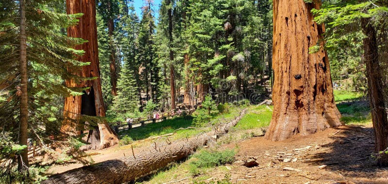 Giant Reedwood Sequoia Trees Stock Image - Image of garden, plant ...