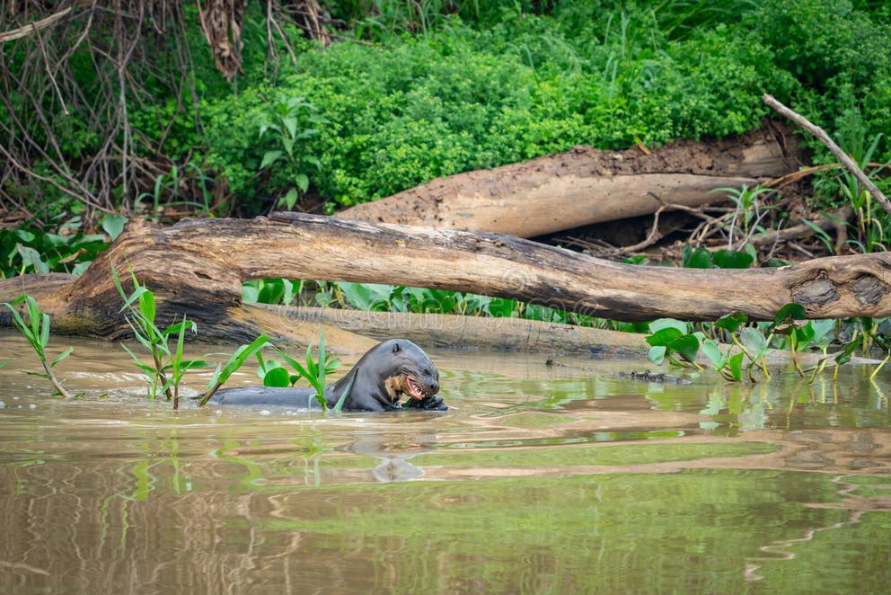 Giant River Otter Munching on Eel Held in Front Webbed Feet in the ...