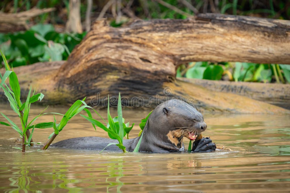 Giant River Otter Munching on Eel Held in Front Webbed Feet in the ...