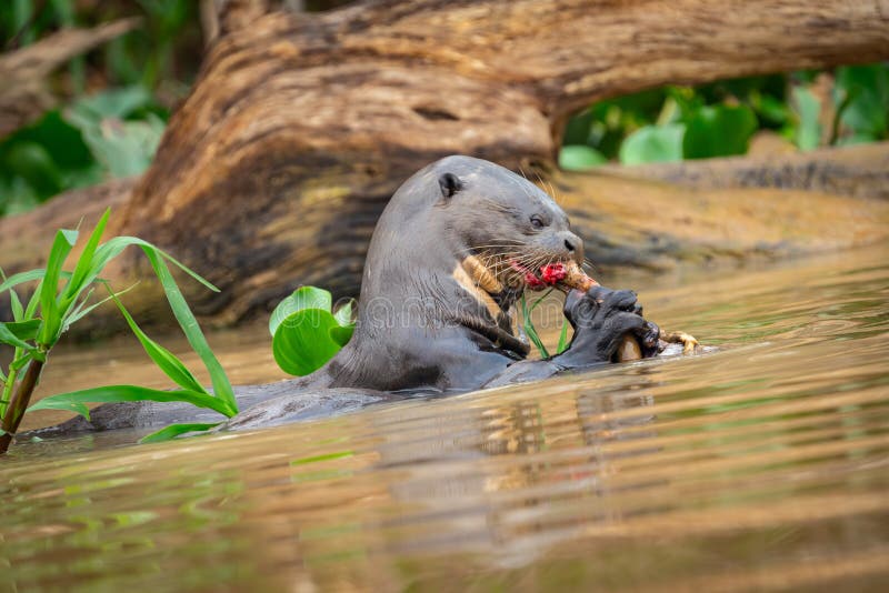 Giant River Otter Munching on Eel Held in Front Webbed Feet in the ...