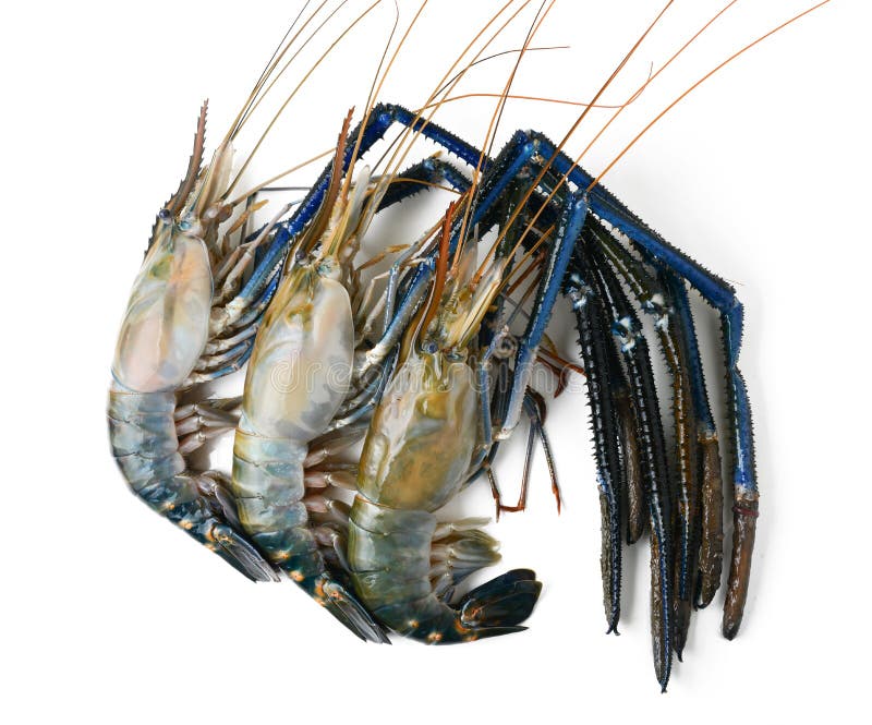 Giant river shrimp stock photo. Image of restaurant, delicious - 77089660
