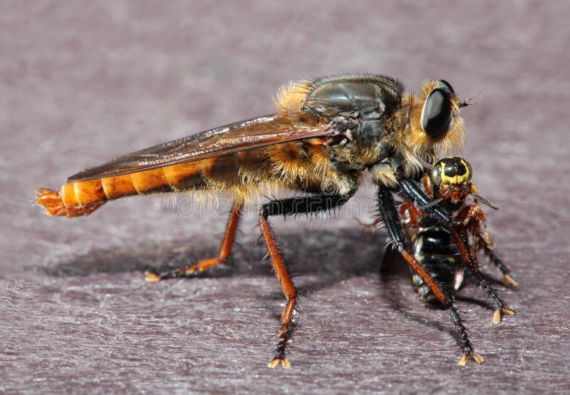 Giant Robber Fly With Bee Prey Stock Image - Image: 20832601