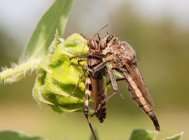 Giant Robber Fly Feasting on a Grasshopper Stock Image - Image of ...