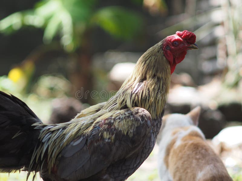 Giant Rooster with the Red Comb and Colorful Hackles Stock Image ...