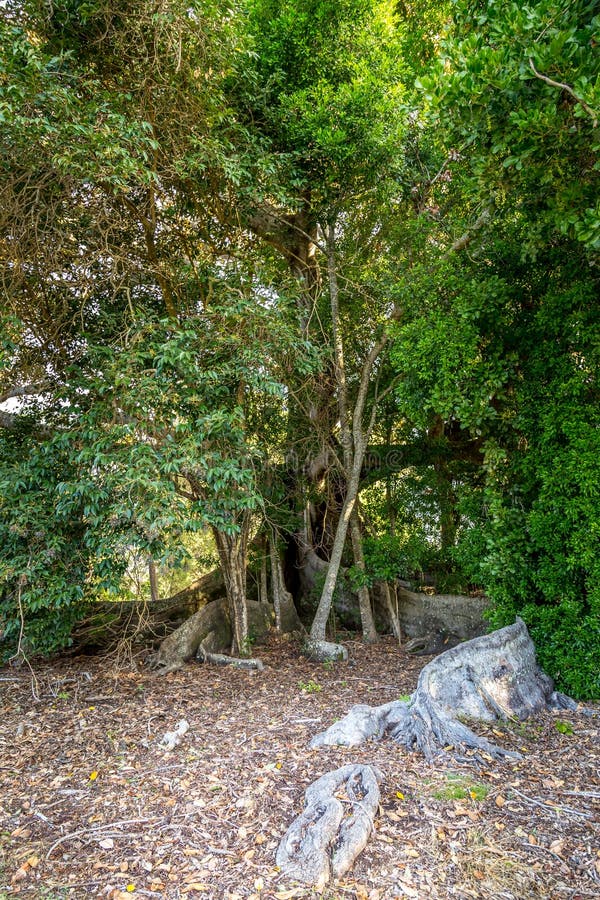 Large Figus Tree Root Growning Above Ground with Small Trees Growing in ...
