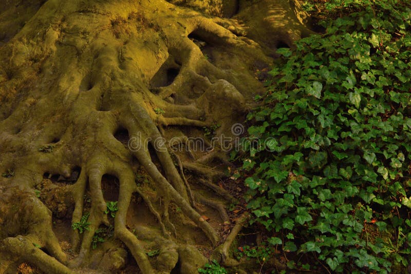 Giant roots of an old tree stock image. Image of roots - 69897897
