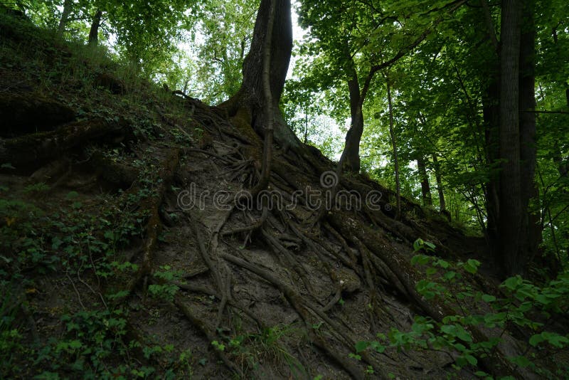 Giant Roots of the Trees in the Creepy Forest Stock Photo - Image of ...