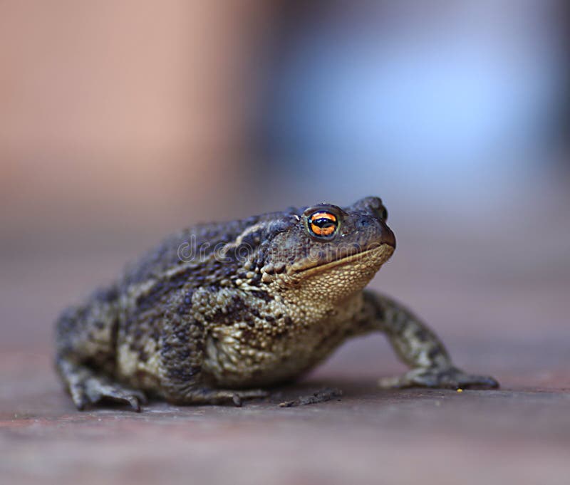 Tropical Amazon Toad On Moss Stock Image - Image of close, colour: 14063171