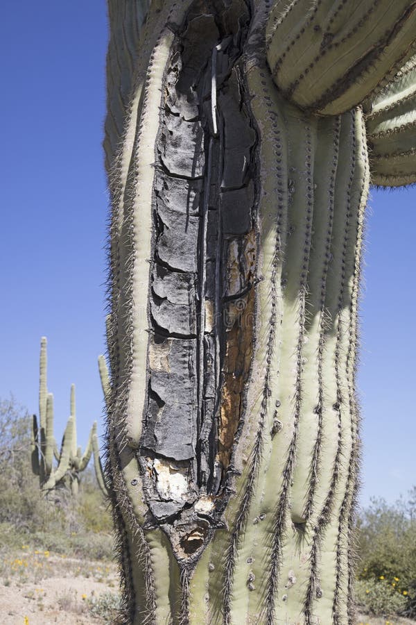 Lightning Cactus stock image. Image of jumping, cactus - 10642797