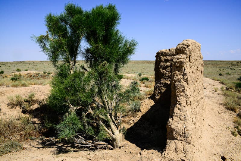 Giant saksaul stock photo. Image of blue, sand, giant - 82113394