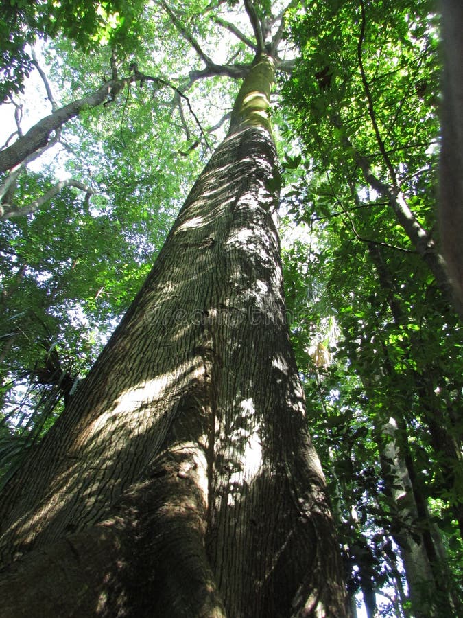 Giant Samauma Tree Ceiba Pentandra Stock Photos - Free & Royalty-Free ...
