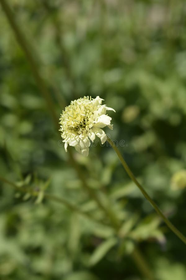 Giant scabious stock image. Image of close, yellow, garden - 190323475