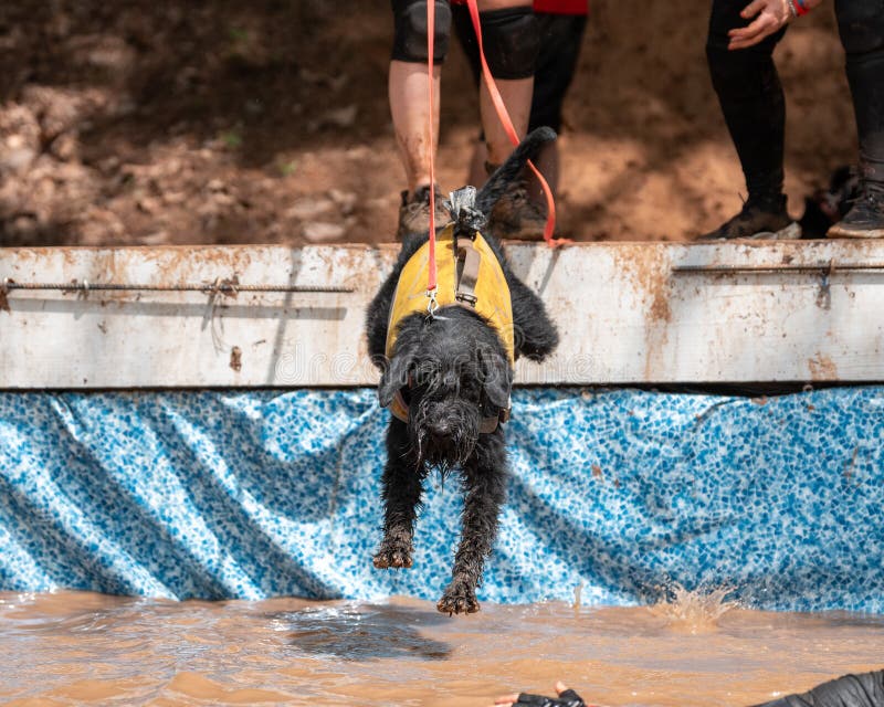 Giant Schnauzer Jumping into Muddy Water Stock Image - Image of water ...