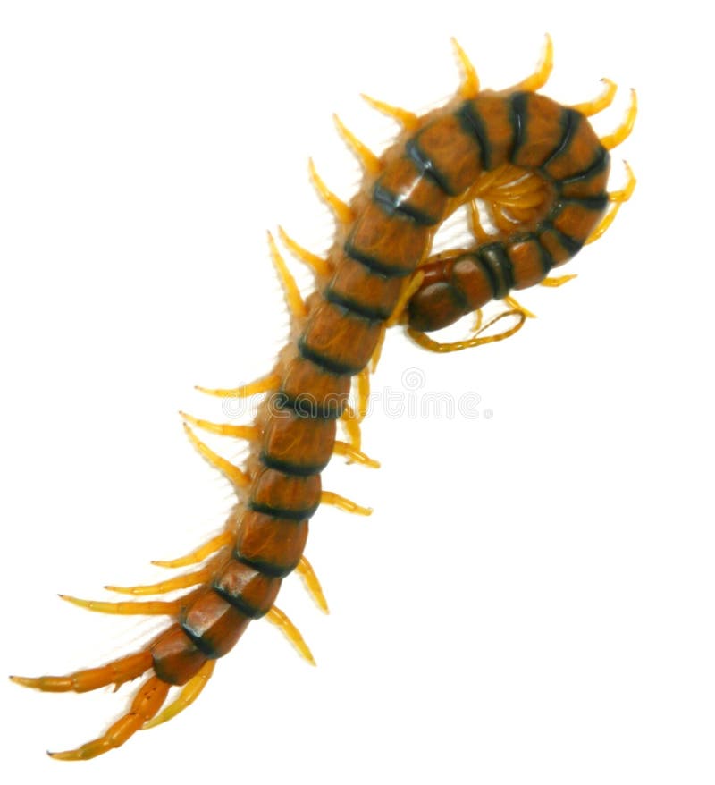 Giant Scolopendra Centipede Stock Photo - Image of ugly, banded: 5158672