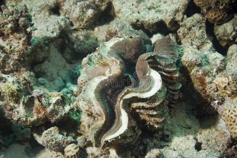 Giant sea clamp stock image. Image of coral, torpedo - 10298791