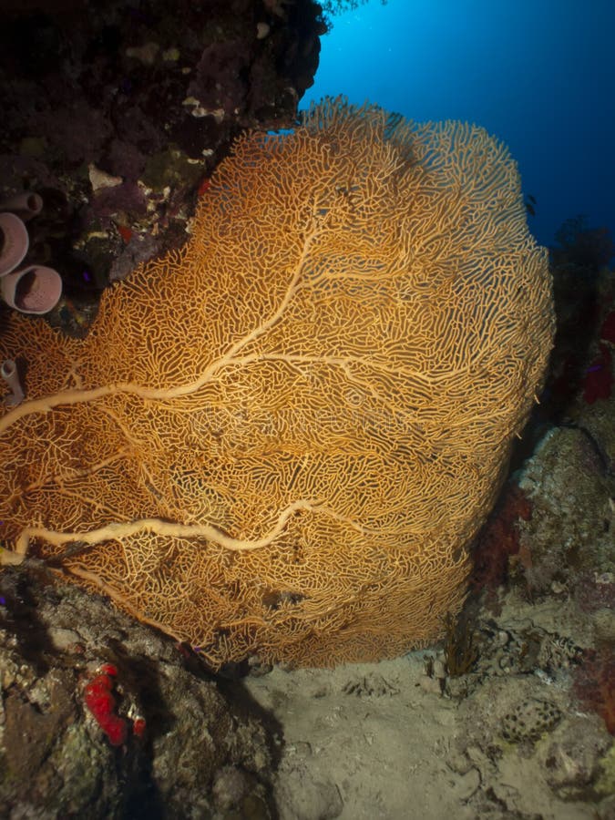 Giant sea fan coral stock photo. Image of tropical, soft - 27959384