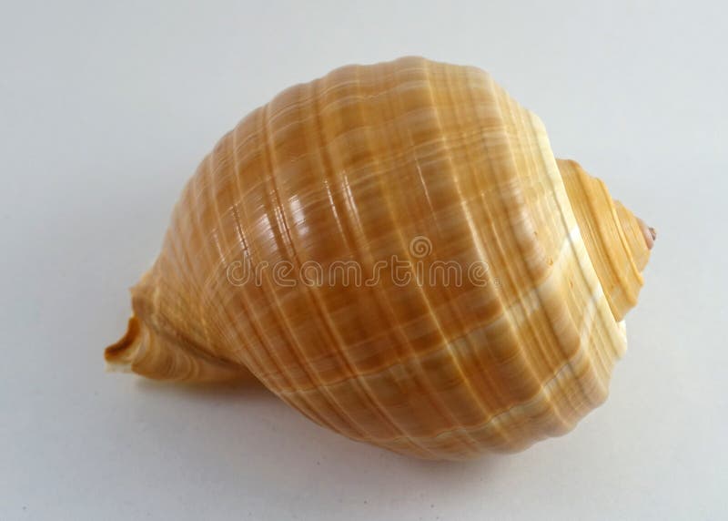 Giant Sea Shell Against a White Background Stock Photo - Image of giant ...