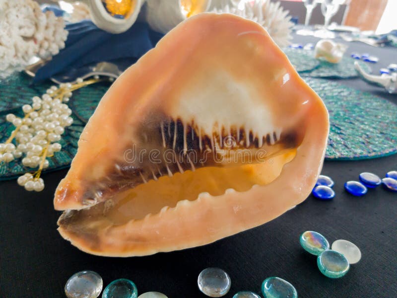 Giant Sea Shell from a Table Deocration in Black and Blue Stock Image ...