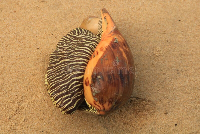 Giant Sea Snail with Beach Sand Stock Image - Image of yellow, sand ...