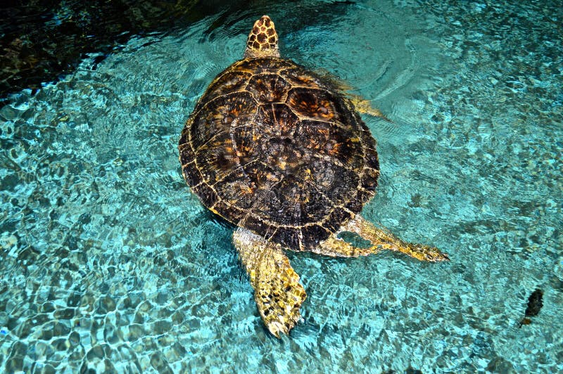 Giant sea turtle stock photo. Image of turtle, surfacing - 56234668
