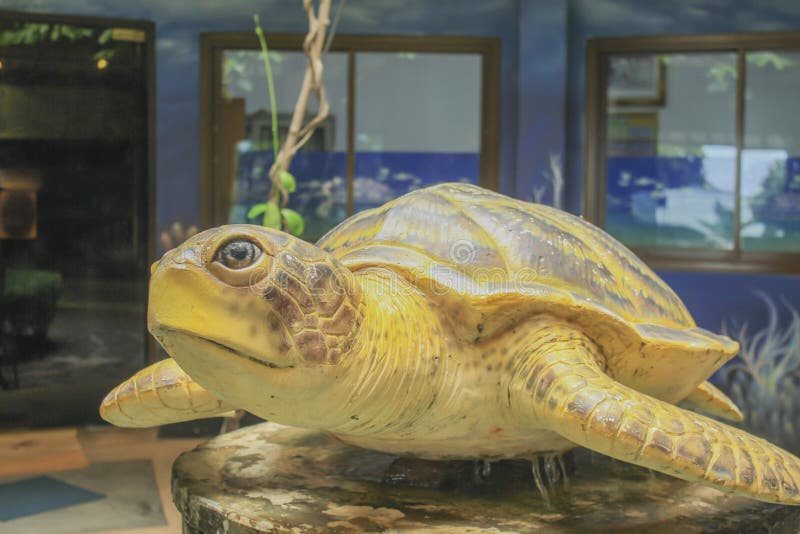 Giant Sea Turtle is Swimming in a Turtle Conservation Tank. Stock Image ...