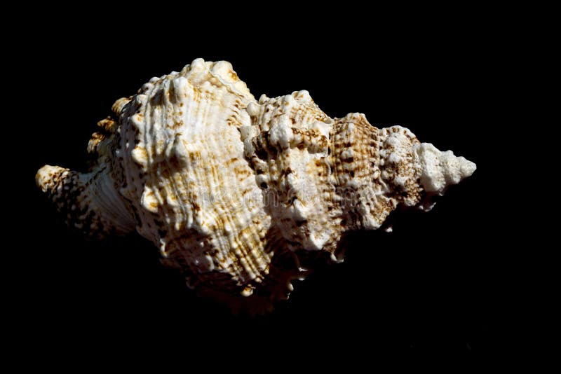 Giant Seashell Macro stock photo. Image of large, macro - 90632066