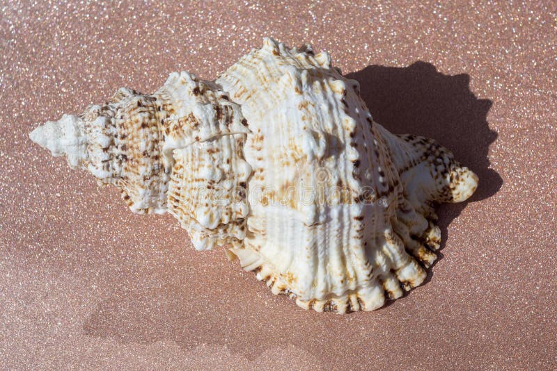 Giant Seashell Macro stock photo. Image of seashell, large - 90632310