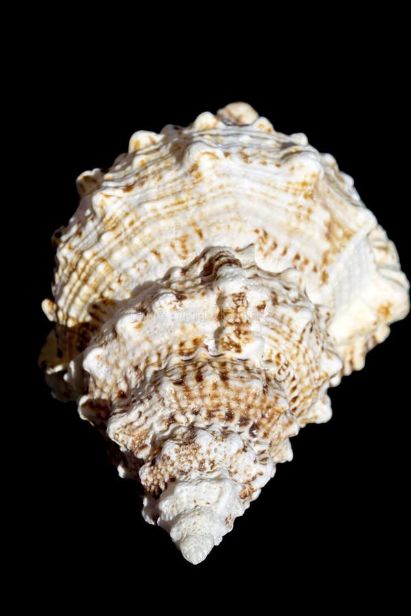 Giant Seashell Macro stock photo. Image of seashell, large - 90632310