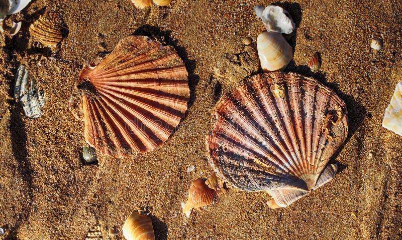 Giant Seashells stock photo. Image of beauty, sand, marine - 233792192