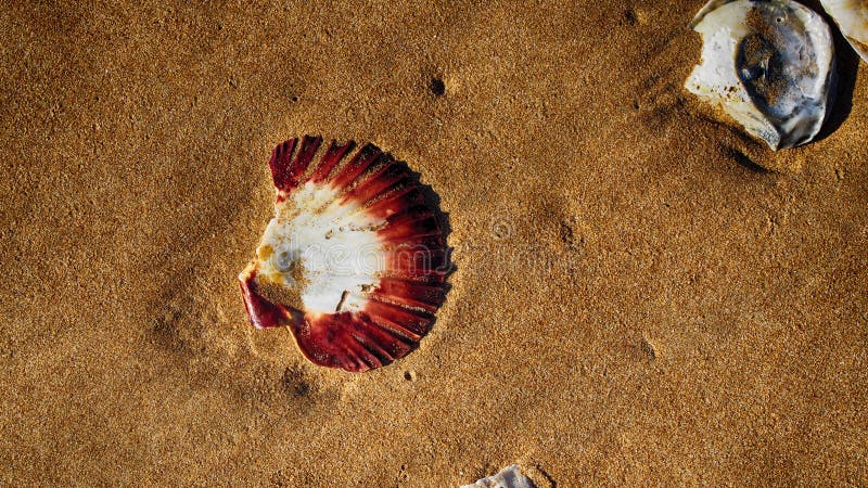 Giant Seashells stock photo. Image of coastline, seashore - 233792200