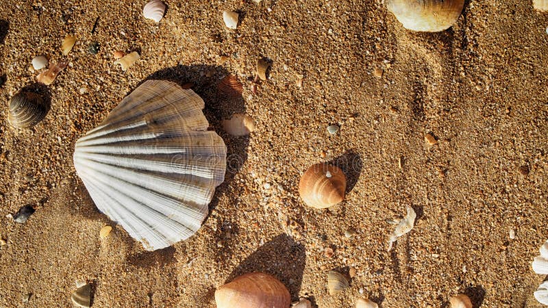 Giant Seashells stock image. Image of shell, seashore - 233792205