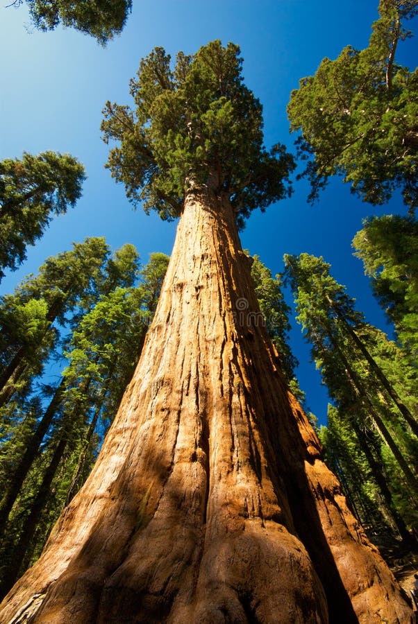 Giant Sequoia stock photo. Image of horizon, blue, land - 11070350