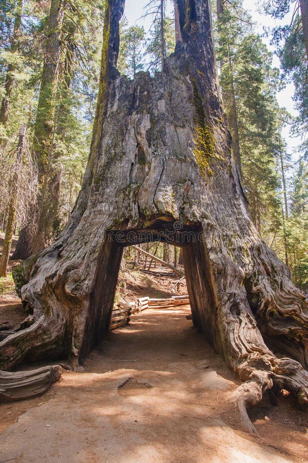 Giant sequoia stock image. Image of california, nature - 24890927