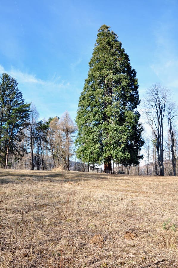 Sacuieu, Landscape, Nature, Mountains, Romania Stock Photo - Image of ...