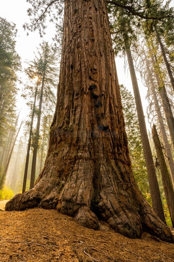 Giant Sequoia Base Stands Tall with Forest Fire Smoke Causes Haze in ...