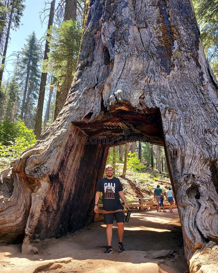 Giant Sequoia in California USA Editorial Photography - Image of ...
